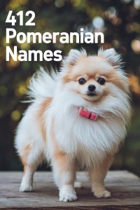 412 Weird, Wacky, and Wonderful Names for a Pomeranian - Pretty ...