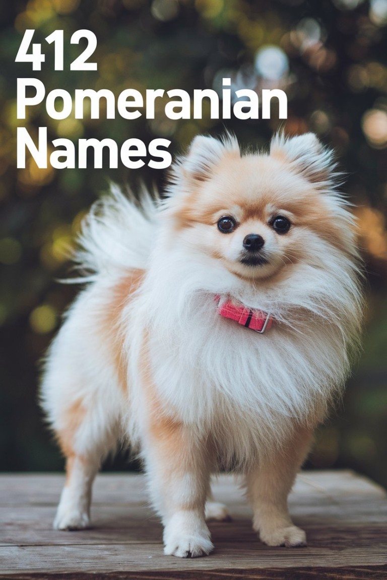 412 Weird, Wacky, and Wonderful Names for a Pomeranian - Pretty ...